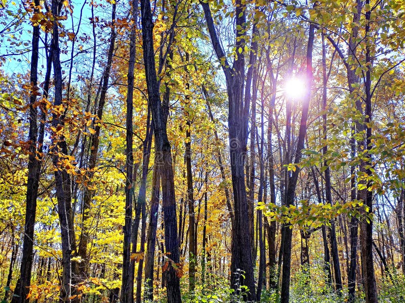 Sun through trees in Fall stock image. Image of light - 112336803