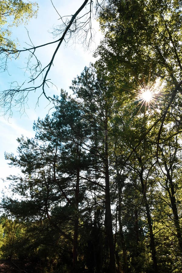 Sun in the Trees in the Forest Stock Image - Image of blue, decorate ...