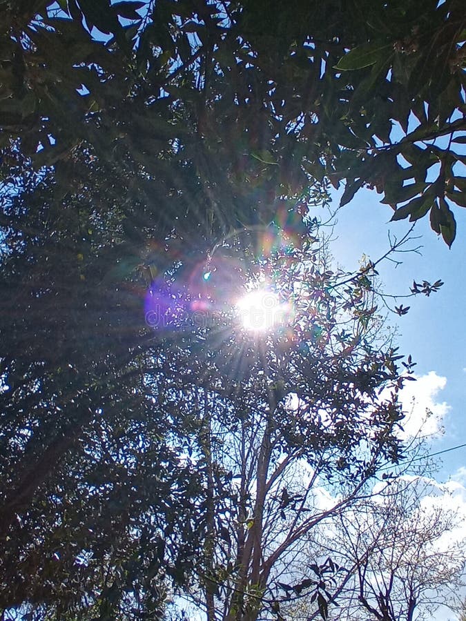 Sun between the Trees in a Forest of Spring Cantabria Stock Image ...