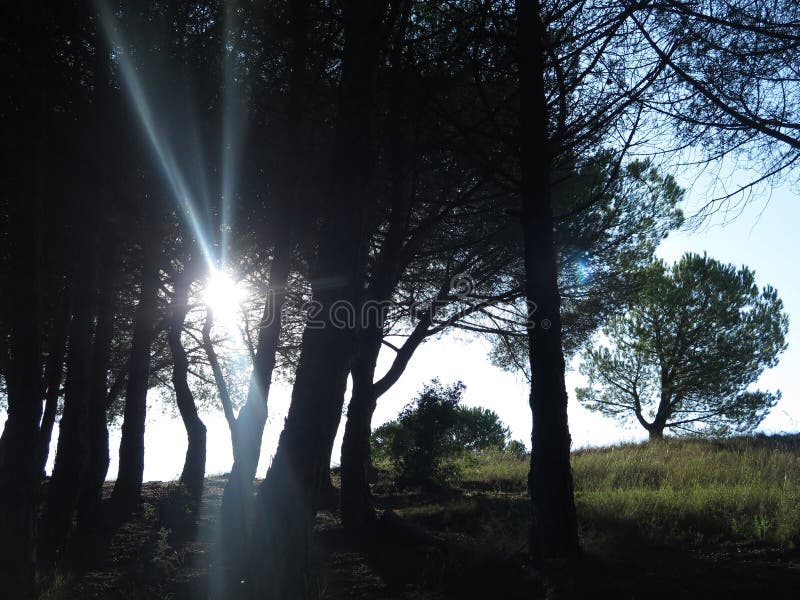 Sun between the trees stock image. Image of view, height - 103411313