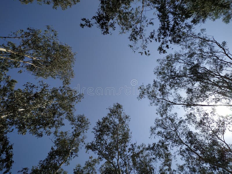 Trees Shadow Cast on Concrete Building Stock Image - Image of outdoors ...