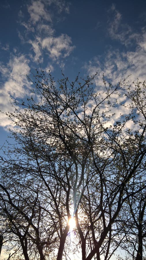 Sun between trees stock image. Image of clouds, trees - 156579459