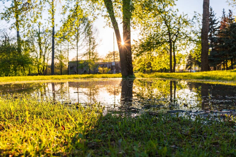 The Sun through the Trees in the Spring Park. Beautiful Park in Spring ...