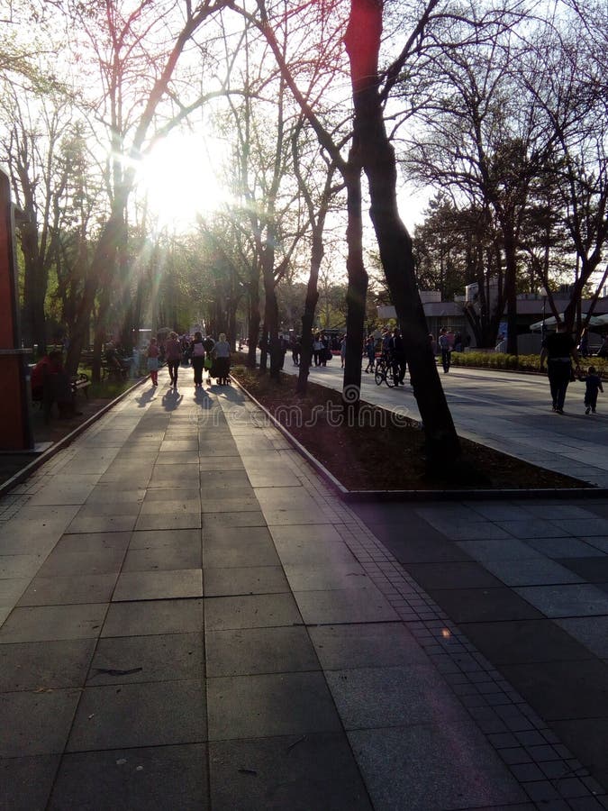 Sun editorial stock photo. Image of path, walk, trees - 114014783