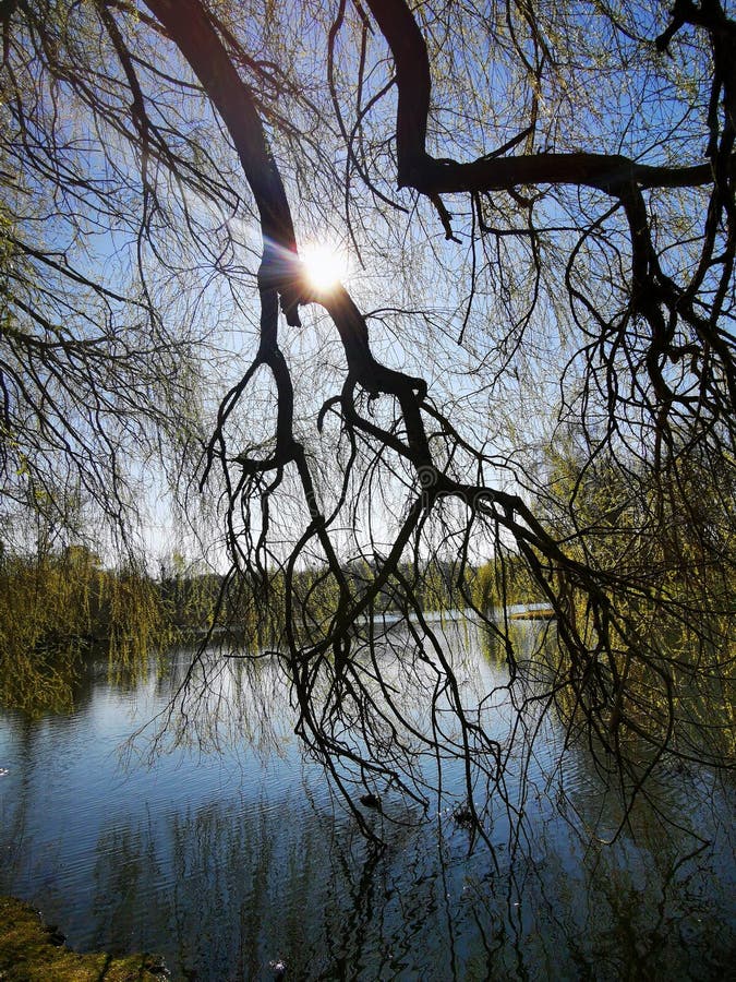 Sun between trees stock image. Image of wildlife, water - 253416691
