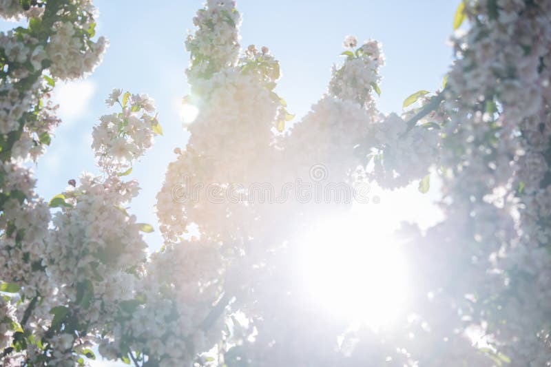 Sun between Trees stock image. Image of colorful, floral - 71883831