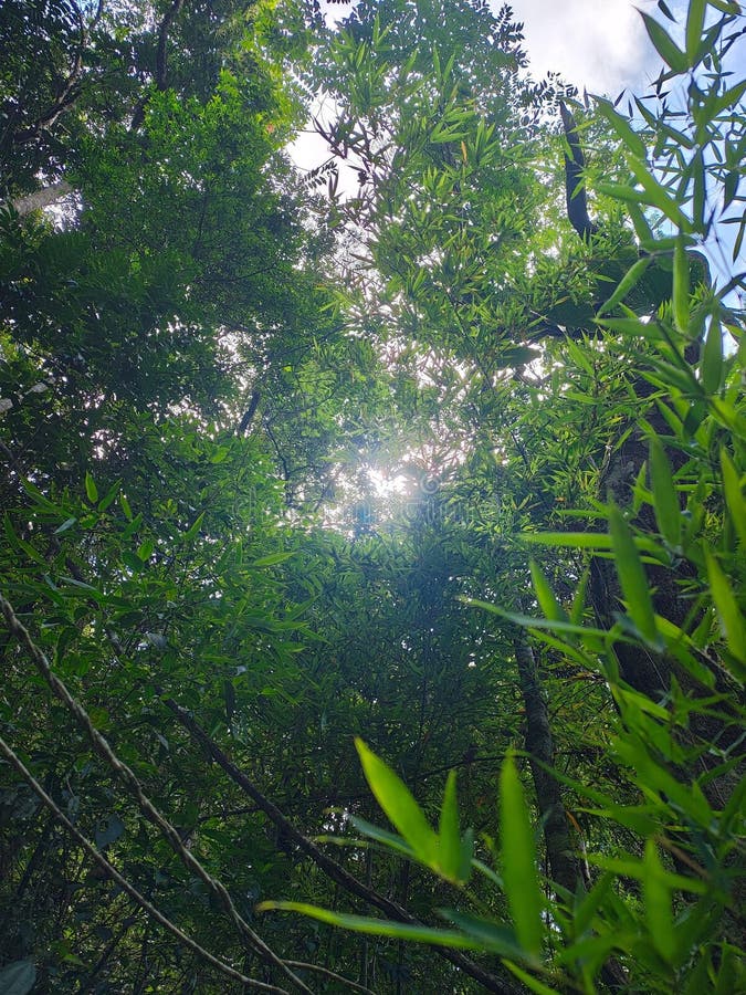 Sun among the Trees from South America Rainforest Stock Image - Image ...