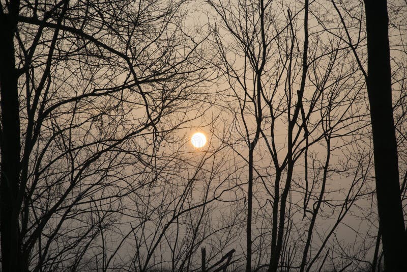 Sun between trees stock image. Image of dusk, beautiful - 114815691