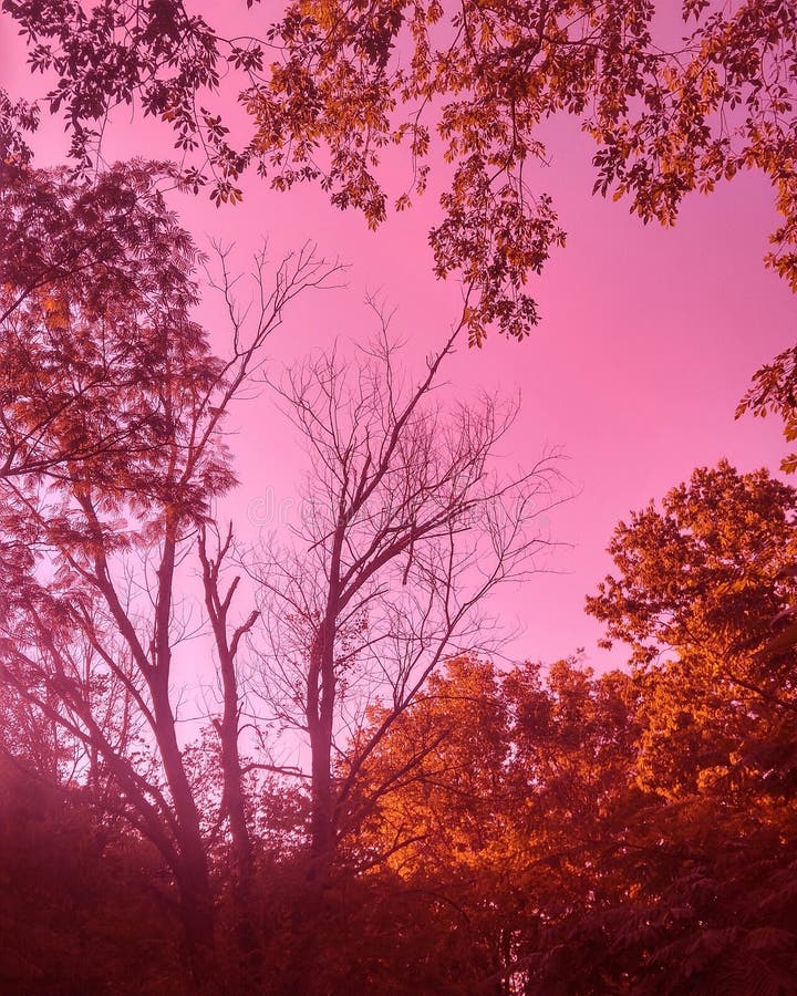 Sun through Trees Taken with a Magenta Lens Filter Stock Photo - Image ...