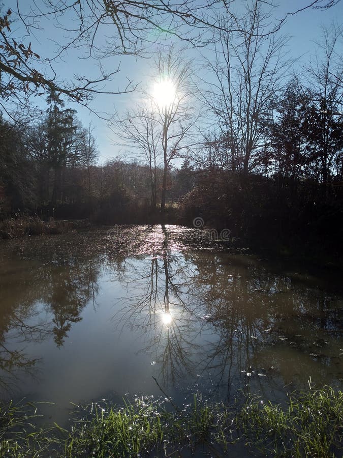 Sun through the Trees in Winter Sun Reflected in a Pond a Lake Mirror ...