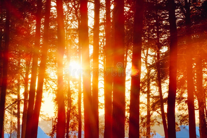 Sun in the Trunks of Pine Trees, Sunset Stock Image - Image of sunshine ...