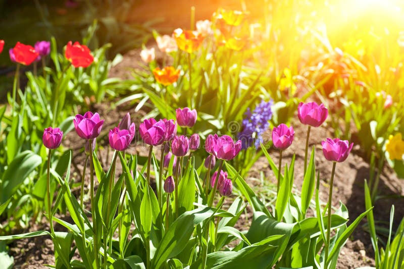 Sun and tulips stock image. Image of leaf, garden, shine - 25086239