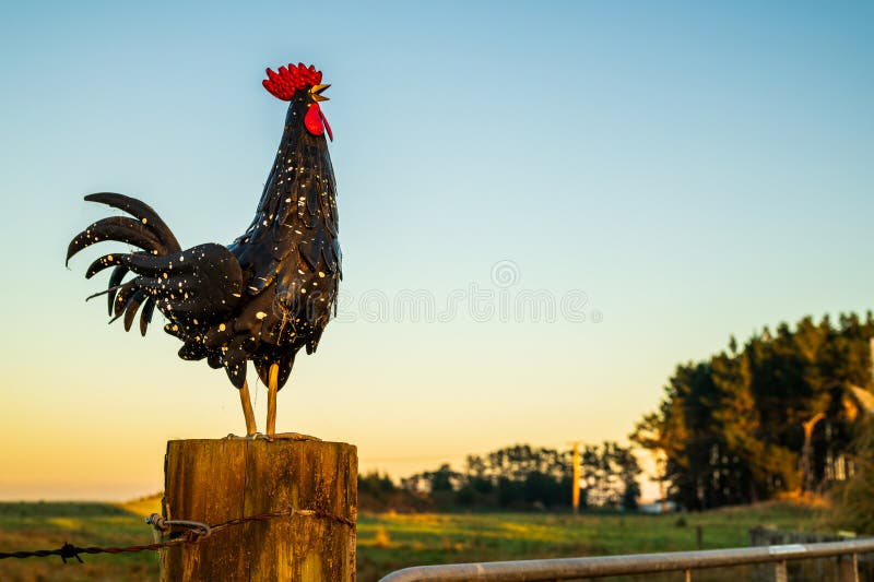Sun Up Metal Rooster stock image. Image of crow, cloudless - 322105753