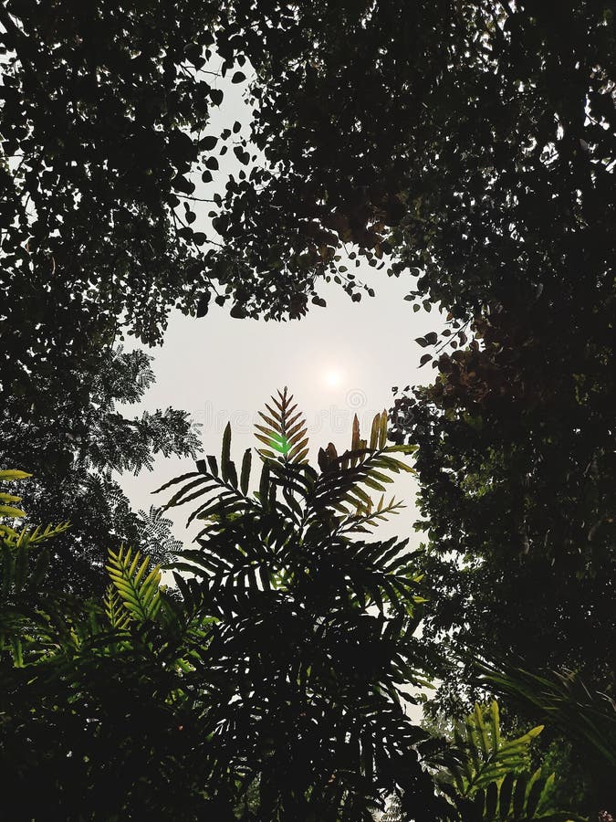 Sun view behind trees stock photo. Image of view, jogging - 162467522