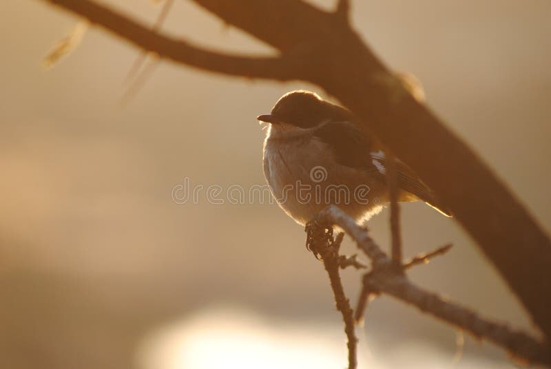 Sun-warmed bird. stock photo. Image of nature, bird - 110622022