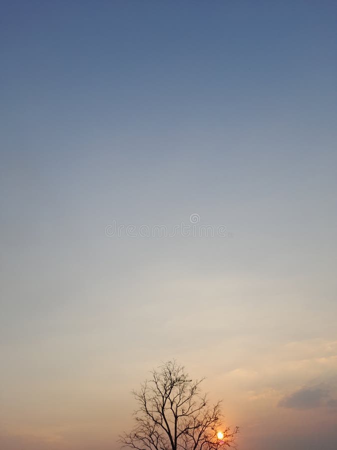 Empty Leafless Tree Branches on a Background of the Sky Stock Photo ...