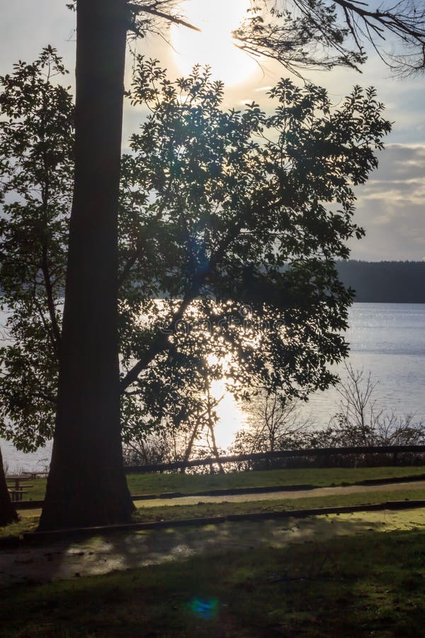 Sun on water through trees stock photo. Image of season - 111738698