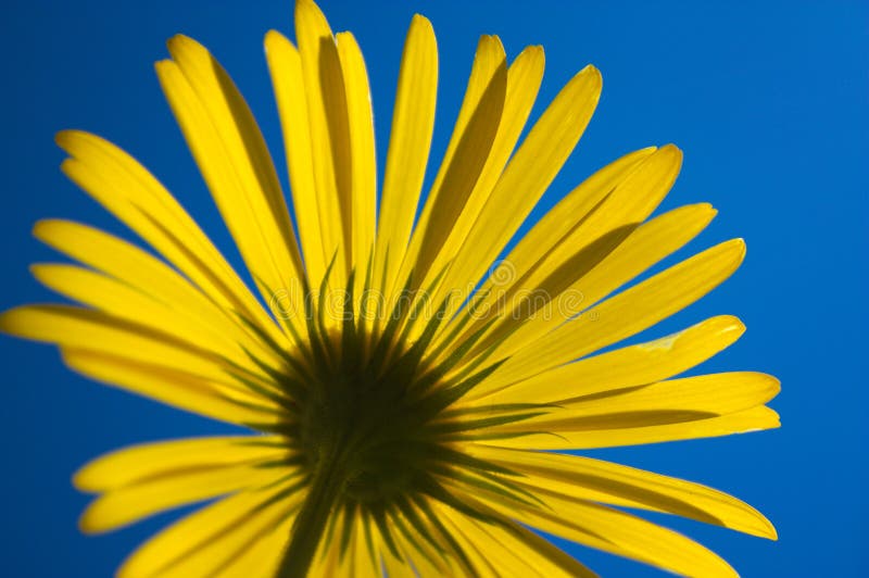 Sun wheel stock image. Image of blossom, yellow, stem - 44703443