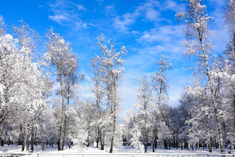 Sun in Winter Forest Trees Covered with Snow Stock Image - Image of ...