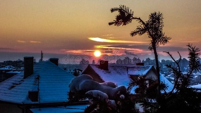 Sun on Winter with Green Winter Wood Great Stock Photo - Image of wood ...