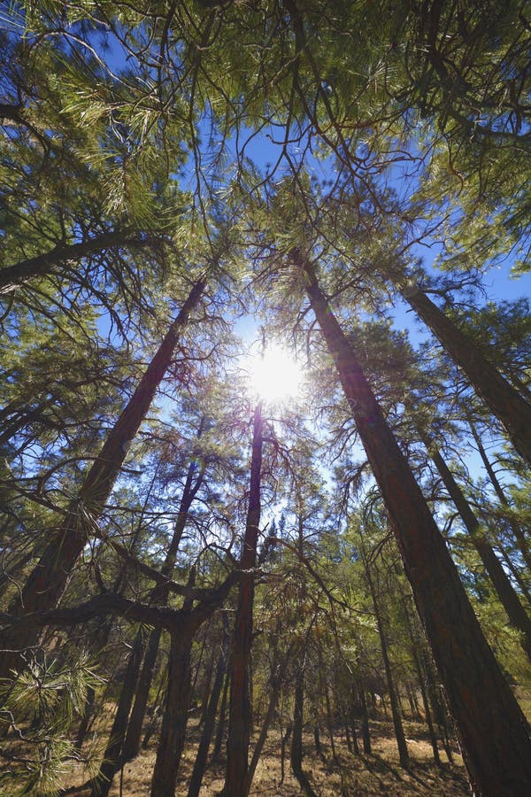 Sun through the woods stock photo. Image of trees, green - 59153694