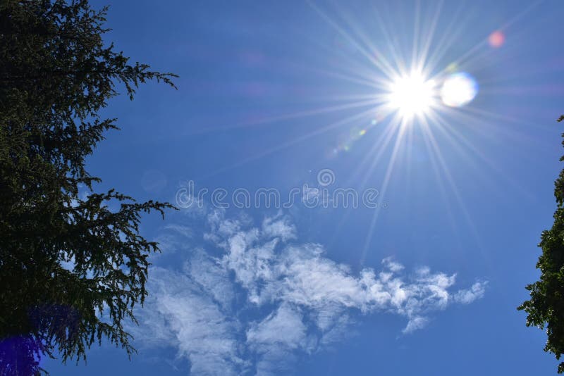 Sun at Zenith, with Starry Rays with Few Clouds and Evergreen Branches ...