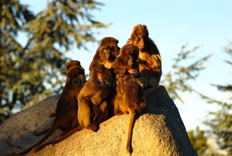 Sunbathing Apes stock image. Image of apes, primates, mammals - 4477927