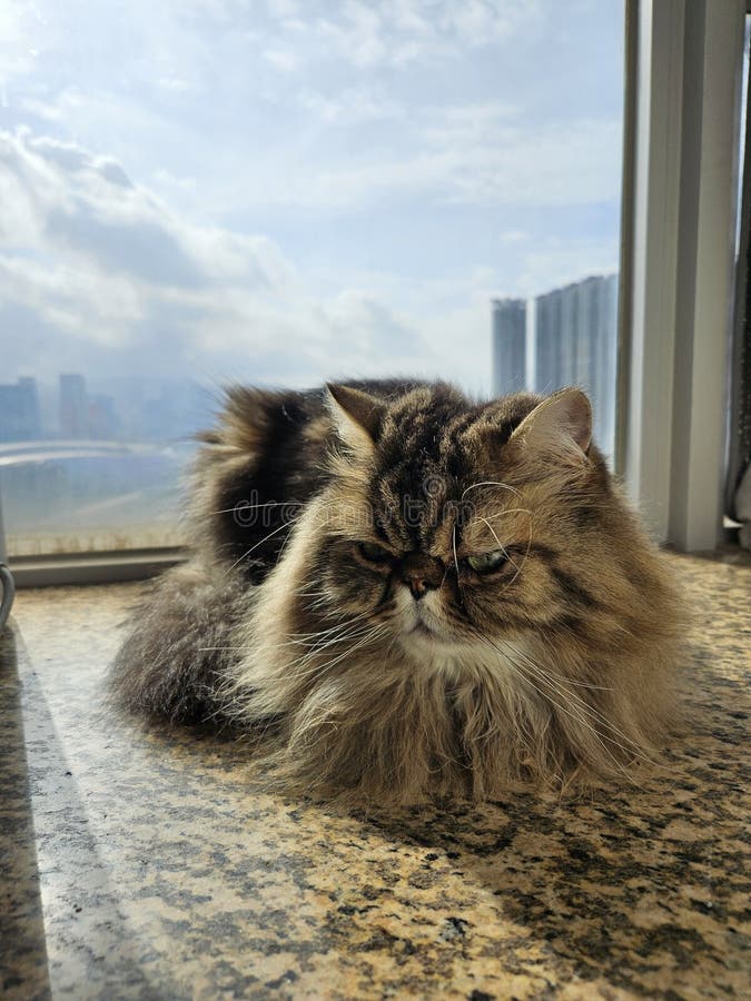Sunbathing Brown Cat with Sleepy Eyes Stock Photo - Image of eyes ...