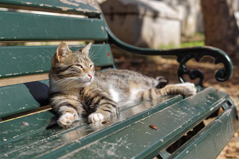 Sunbathing cat stock photo. Image of bench, park, laying - 120876640
