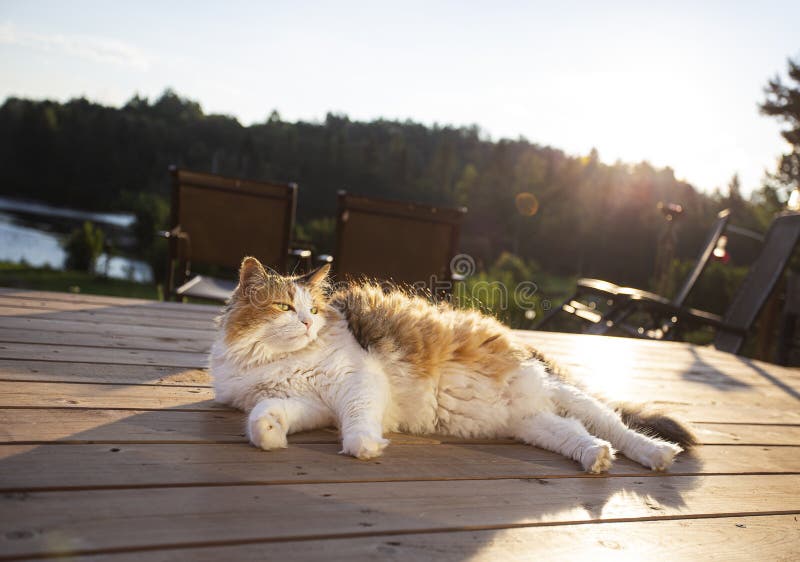 Sunbathing cat on deck stock photo. Image of sunset - 174845340
