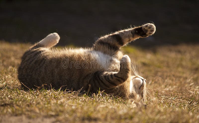 Sunbathing cat stock photo. Image of afternoon, mammals - 66035800