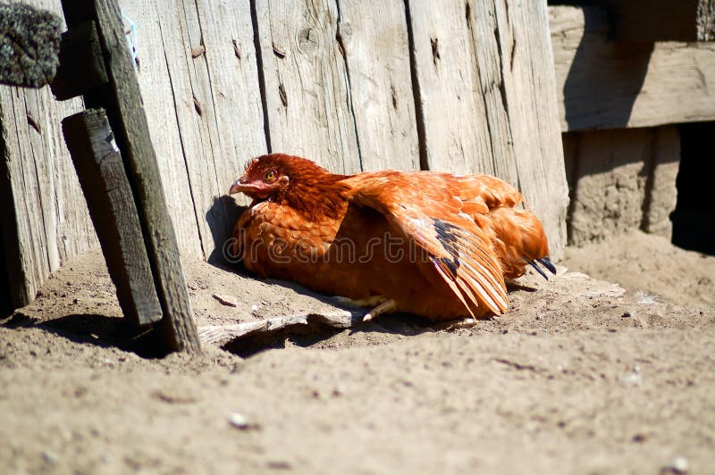 Sunbathing Chicken Picture. Image: 15456314