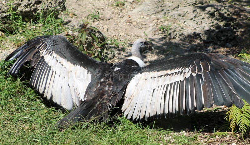 Sunbathing condor stock photo. Image of keys, huge, body - 41154410