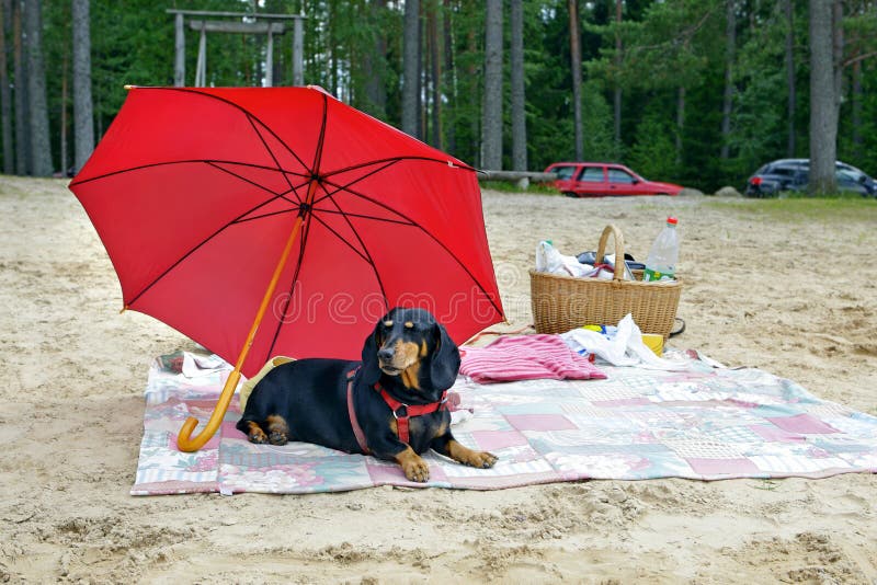 Sunbathing dog stock photo. Image of scenery, funny, dachshound - 31556880