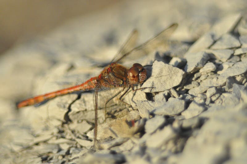 Sunbathing Dragonfly stock image. Image of insect, dragonfly - 161027709