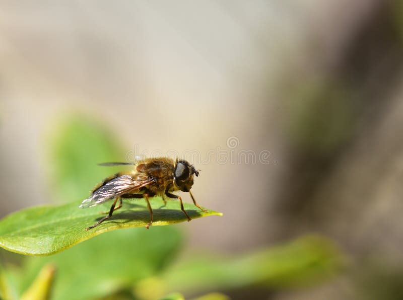 Sunbathing Dronefly in the Sunlight Stock Image - Image of pascuorum ...