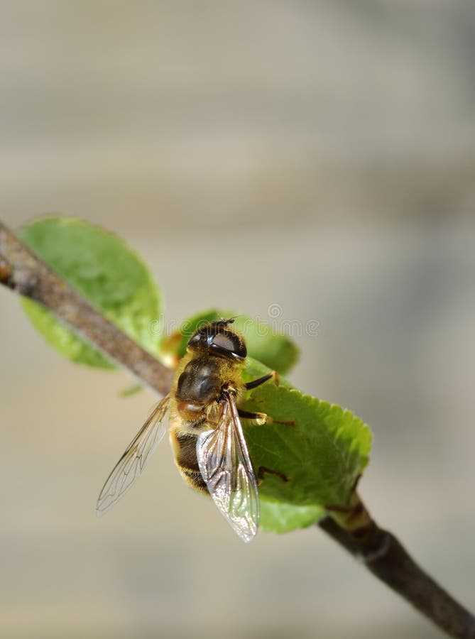 Sunbathing Dronefly stock image. Image of animalia, summer - 232745163