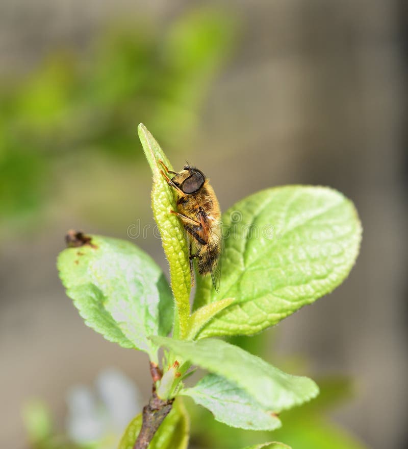 Sunbathing Dronefly stock photo. Image of busy, solitary - 232745256