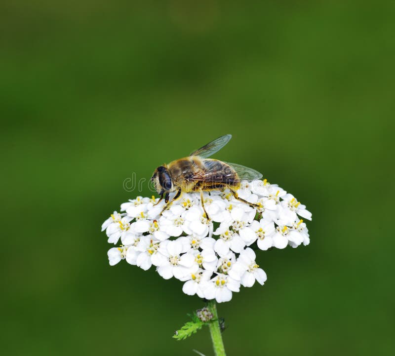 Sunbathing Dronefly stock image. Image of pollination - 233315975