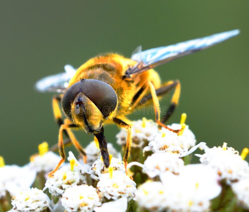 Sunbathing Dronefly stock photo. Image of honey, bumble - 234021770