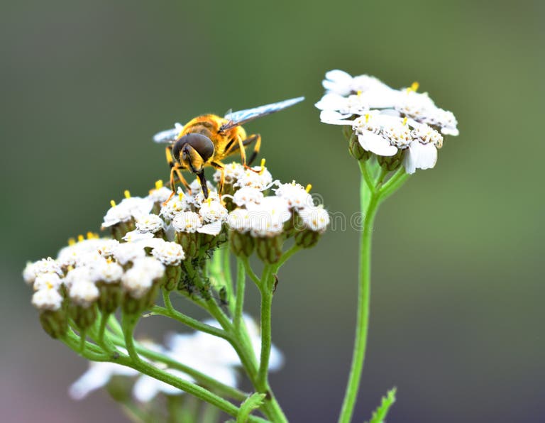 Sunbathing Dronefly stock photo. Image of animalia, bombus - 234021776