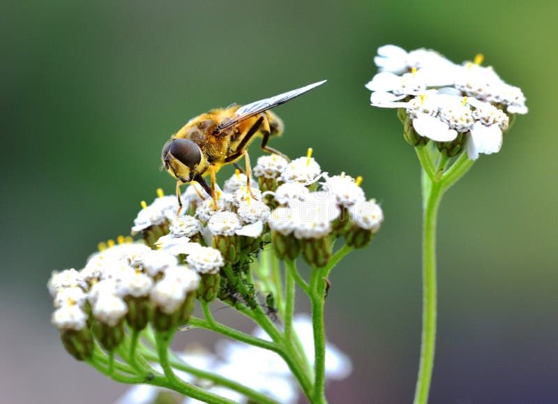 Sunbathing Dronefly stock image. Image of summer, nectar - 234021785