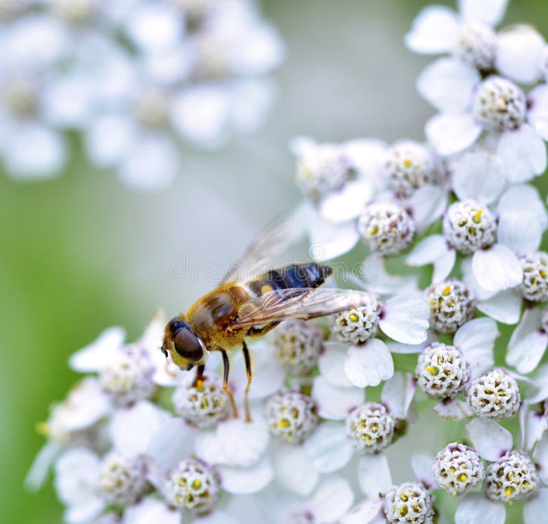 Sunbathing Dronefly stock image. Image of dronefly, pascuorum - 234022175