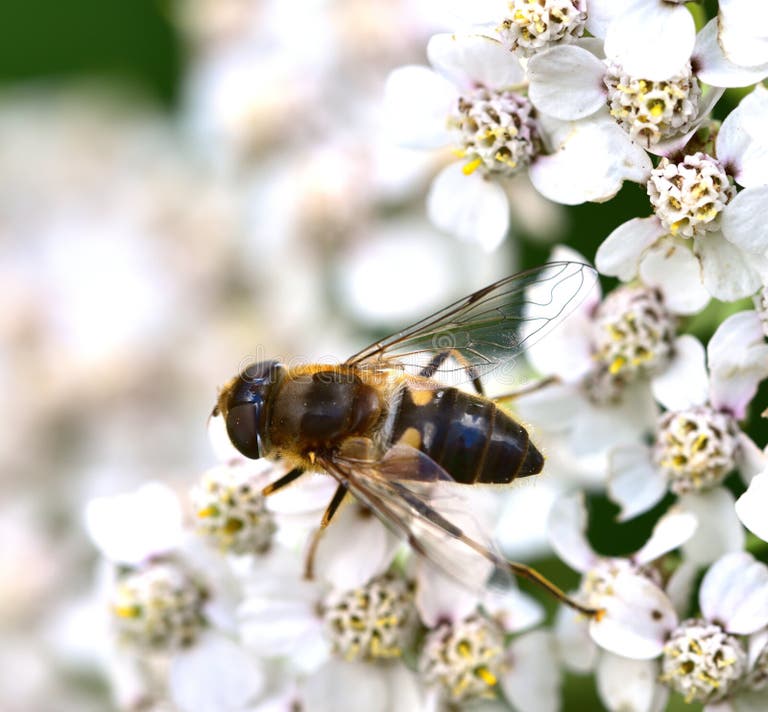 Sunbathing Dronefly stock image. Image of pascuorum - 234022195