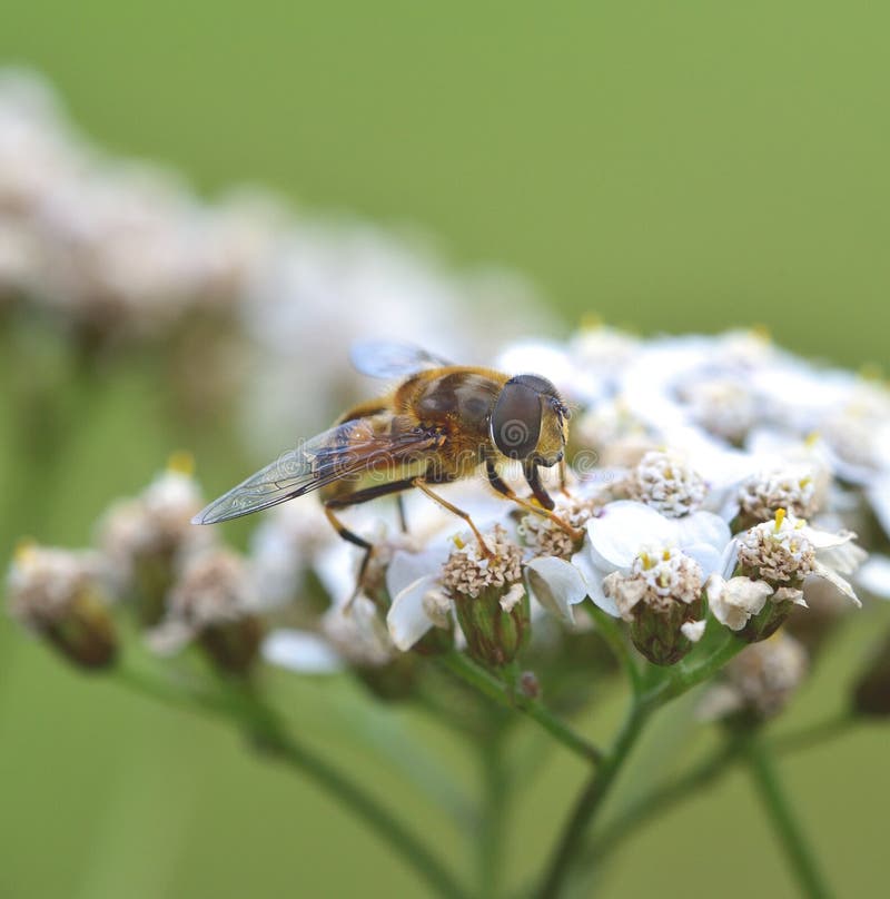Sunbathing Dronefly stock photo. Image of negtar, summer - 234022208