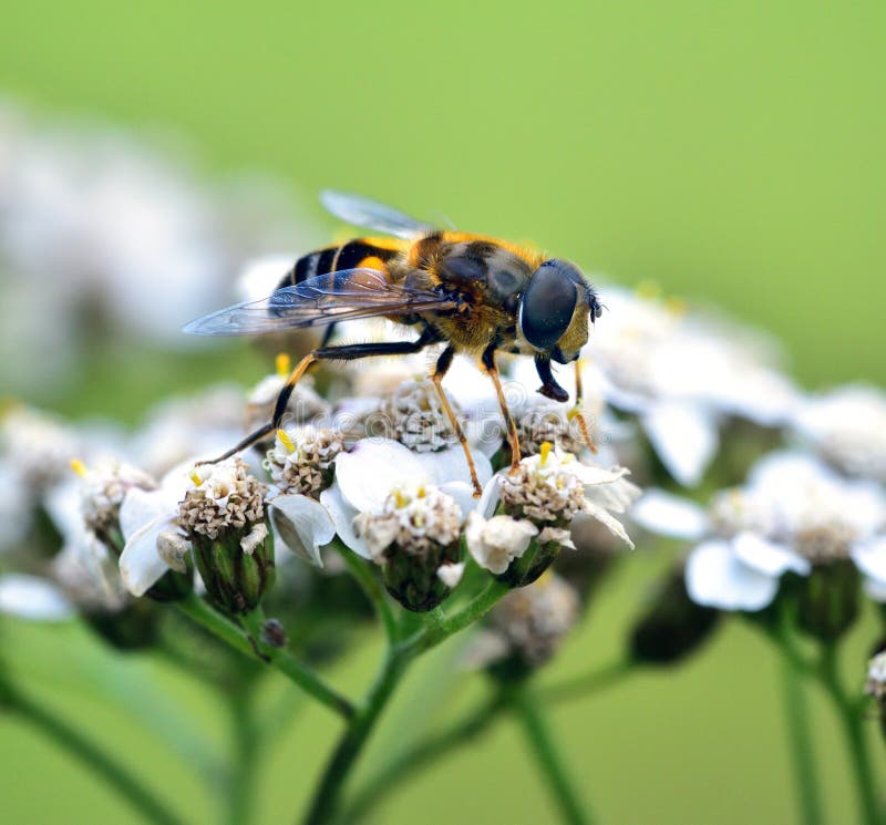 Sunbathing Dronefly stock photo. Image of dronefly, pascuorum - 234022226