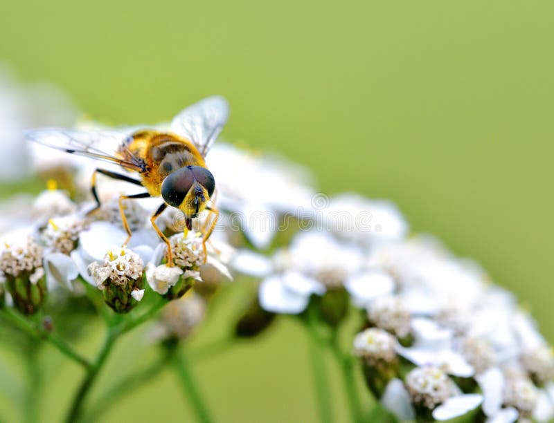 Sunbathing Dronefly stock photo. Image of feeding, hymenoptera - 234022246