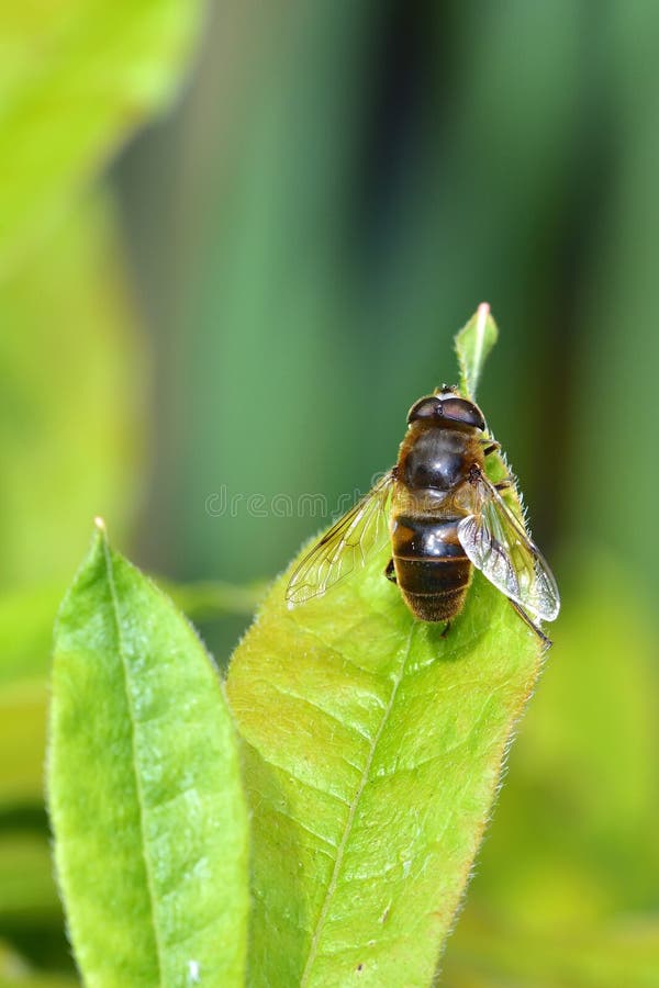 Feeding Dronefly in the Sunlight Stock Image - Image of honey, summer ...