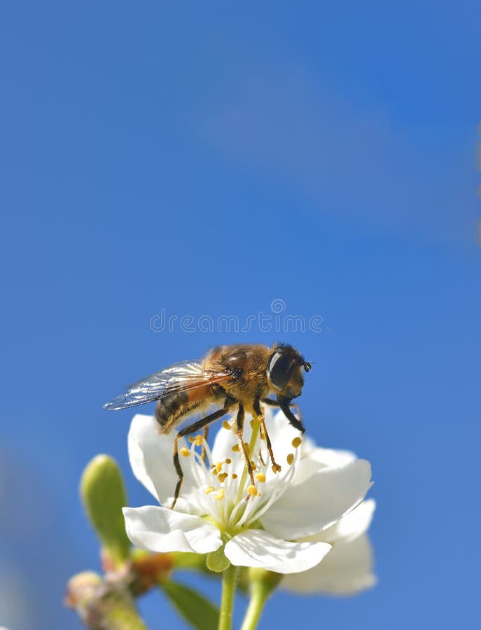Sunbathing Dronefly stock photo. Image of dronefly, flowers - 231986902
