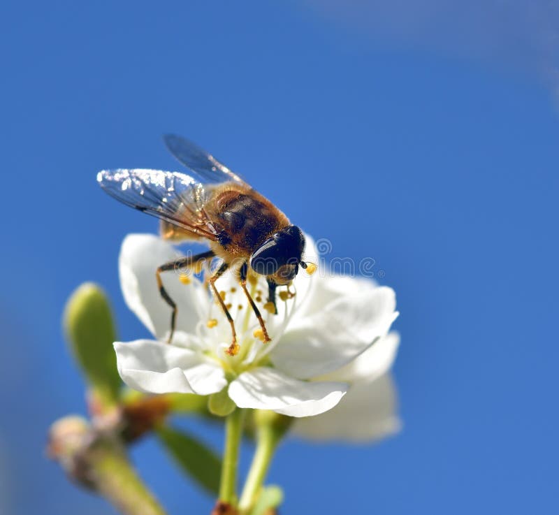 Sunbathing Dronefly stock image. Image of summer, hoverfly - 231986905